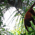 Puerto Maldonado: Parrot and Macaw Clay Lick Excursion. - What’s Included and What’s Not