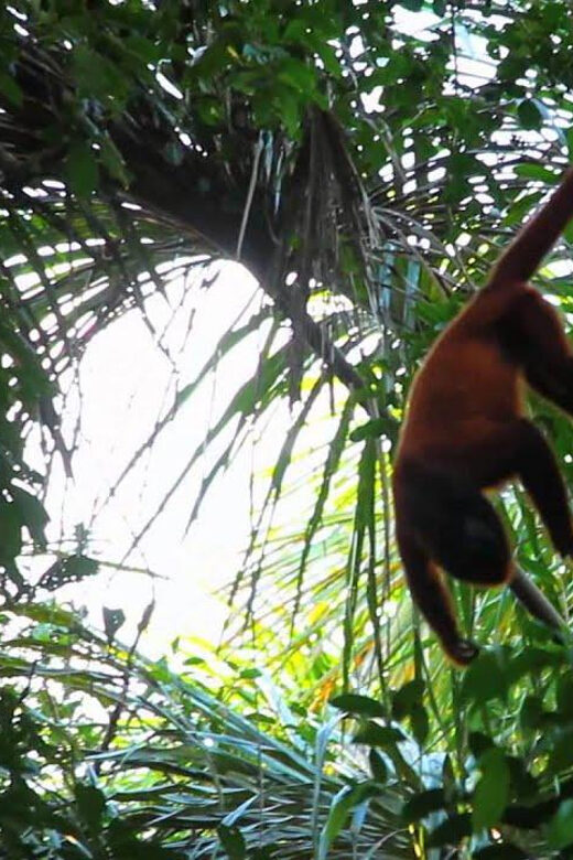 Puerto Maldonado: Parrot and Macaw Clay Lick Excursion. - What’s Included and What’s Not