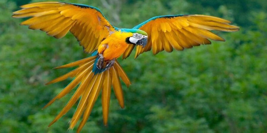 Puerto Maldonado: Parrot and Macaw Clay Lick Excursion - Practical Details and Value