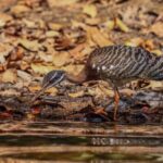 Puerto Maldonado: Sandoval Lake Full-Day Trip with Canoeing - What the Price Gets You — Is It Good Value?