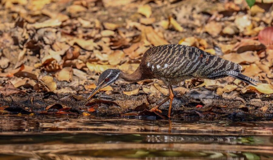 Puerto Maldonado: Sandoval Lake Full-Day Trip with Canoeing - What the Price Gets You — Is It Good Value?