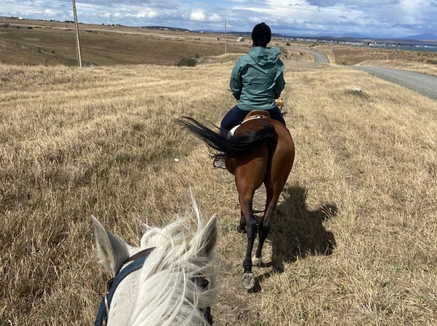 Puerto Natales: Horseback Riding with Horse Connection - The First Steps: Connecting with Your Horse