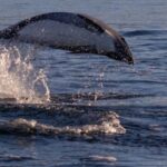 Punta Arenas: Dolphin & Wildlife Watching - Encountering the Dolphins in the Strait of Magellan