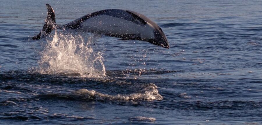 Punta Arenas: Dolphin & Wildlife Watching - Encountering the Dolphins in the Strait of Magellan