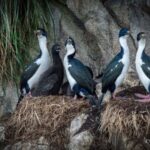 Punta Arenas: Full-Day Whales, Penguins, and Glaciers Tour - The Authentic Magic of the Experience