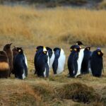 Punta Arenas: King Penguin Park and Tierra del Fuego Trip - An In-Depth Look at the Tour Experience