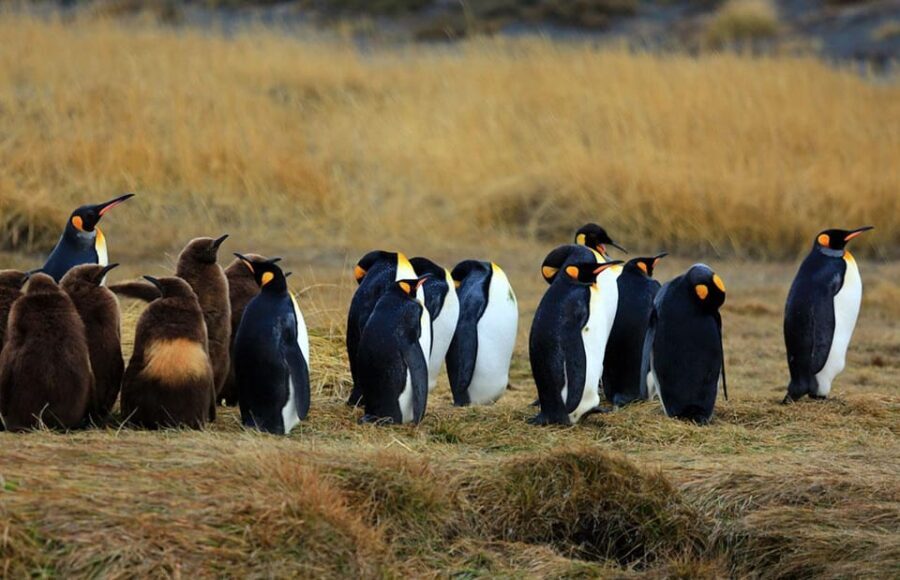 Punta Arenas: King Penguin Park and Tierra del Fuego Trip - An In-Depth Look at the Tour Experience