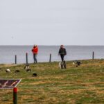 Punta Arenas: Magdalena Island Navigation & Penguin Walk - Valuing the Experience: Price & Practicalities