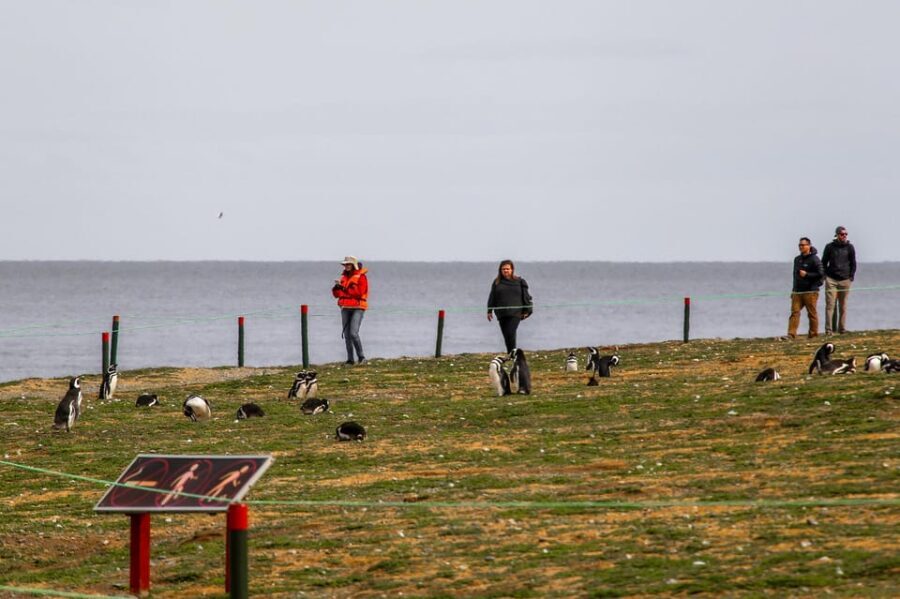 Punta Arenas: Magdalena Island Navigation & Penguin Walk - Valuing the Experience: Price & Practicalities