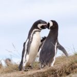Punta Arenas: Walk with Penguins on Magdalena & Marta Island - Transportation, Duration, and Group Size