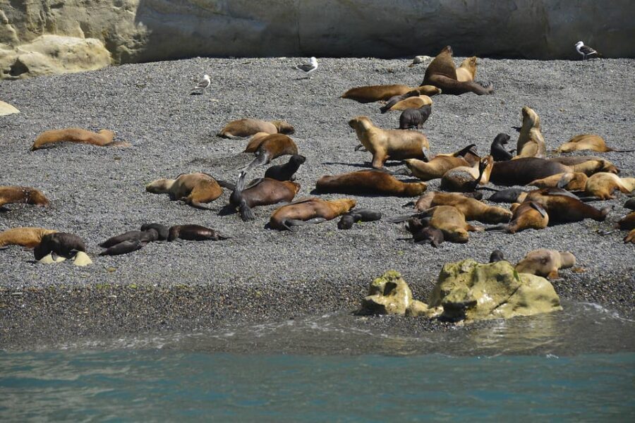 Punta Loma Shore Excursion with City tour - The Practicalities: Price, Transportation, and Guides