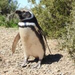 Punta Tombo Cruise Shore Excursion - Walk among penguins - What Past Travelers Say
