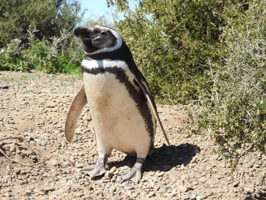 Punta Tombo Cruise Shore Excursion - Walk among penguins - What Past Travelers Say
