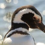 Punta Tombo Penguin Tour & Optional Tonina Watching - FAQs