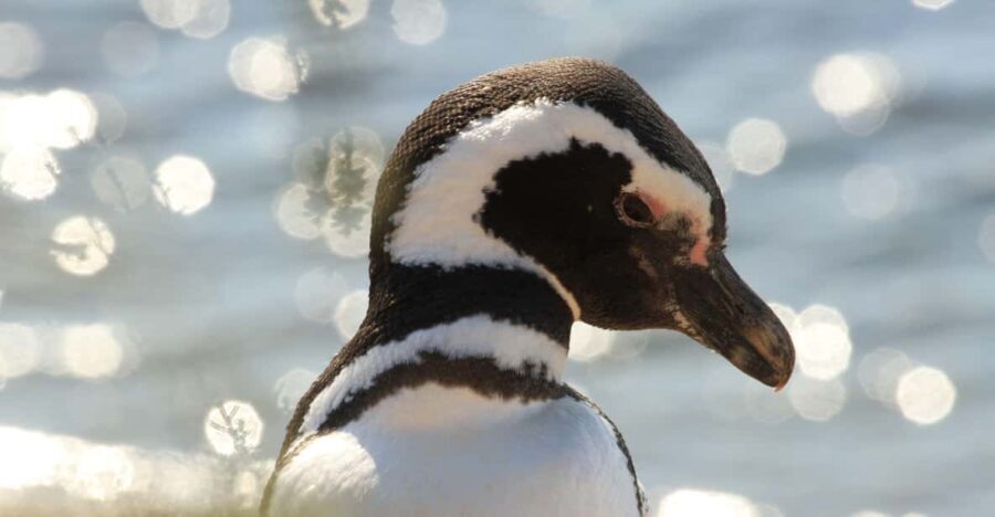 Punta Tombo Penguin Tour & Optional Tonina Watching - FAQs