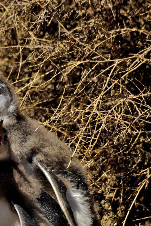Punta Tombo Shore Excursion for Cruise Passengers Lunch+City - Whats Included and Whats Not