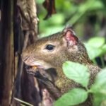 Rio de Janeiro: Tijuca National Park & Botanic Garden Tour - The Experience, From a Balance of Views and Learning