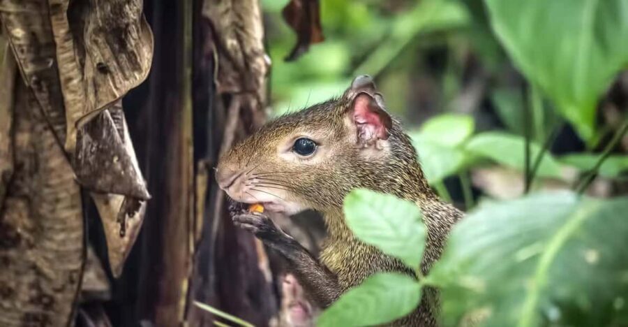 Rio de Janeiro: Tijuca National Park & Botanic Garden Tour - The Experience, From a Balance of Views and Learning