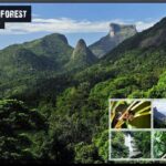 Rio de Janeiro: Tijuca National Park EcoTour - Who Should Consider This Tour?