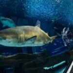 Rio: Olympic Boulevard, AquaRio and Museum of Tomorrow Tour - Museum of Tomorrow: A Look Into the Future