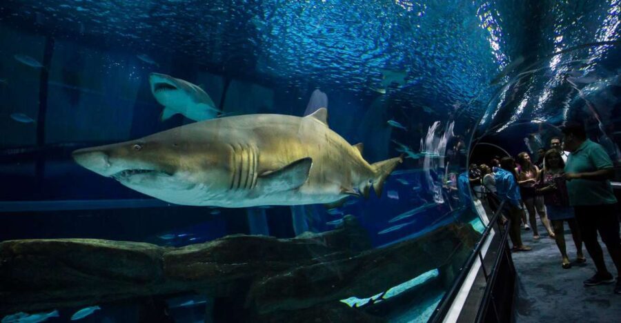 Rio: Olympic Boulevard, AquaRio and Museum of Tomorrow Tour - Museum of Tomorrow: A Look Into the Future