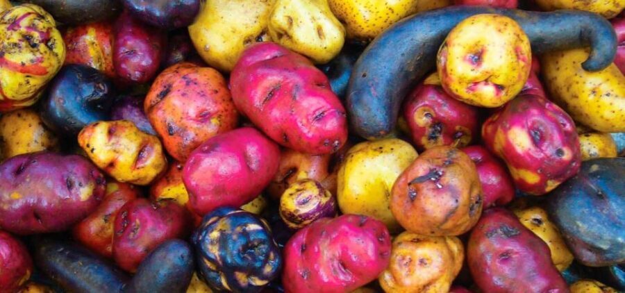 Rural Community Tourism in the Potato Park - Sacred Valley - Exploring the Potato Diversity and Conservation