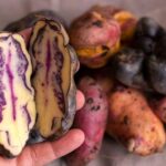 Rural Tourism in the Potato Park - Sacred Valley - Who Will Love This Tour?