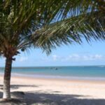 Salvador: Praia Do Forte and Guarajuba Beach Day Trip - Why the Beaches of Bahia Matter