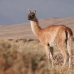 San Pedro de Atacama: Wildlife Safari and Photography Tour - Exploring the Itinerary: What You Can Expect