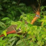 Sandoval Lake & Parrot Clay lick 3 Days/2 Nights - Exploring the Itinerary: What you’ll do day by day