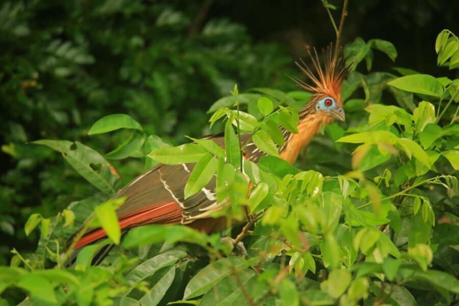 Sandoval Lake & Parrot Clay lick 3 Days/2 Nights - Exploring the Itinerary: What you’ll do day by day