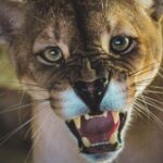 Santa Cruz: Wildlife Sanctuary and Preservation Park Tour - What Makes This Tour Special?