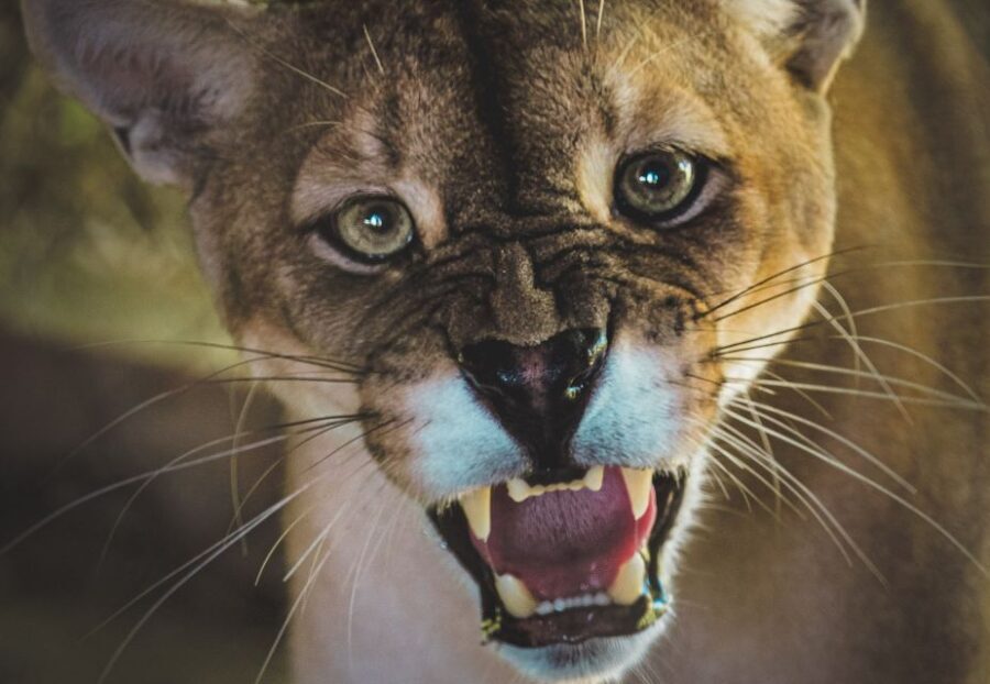 Santa Cruz: Wildlife Sanctuary and Preservation Park Tour - What Makes This Tour Special?