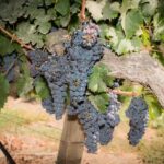 Santa Rita: Tour + Premium Wine Tasting + Private Transport - The Value and Who Will Love This Tour