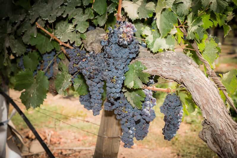 Santa Rita: Tour + Premium Wine Tasting + Private Transport - The Value and Who Will Love This Tour