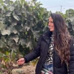Santiago: Maipo Valley Wine Tasting Tour with 4 Vineyards - What We Love About This Tour