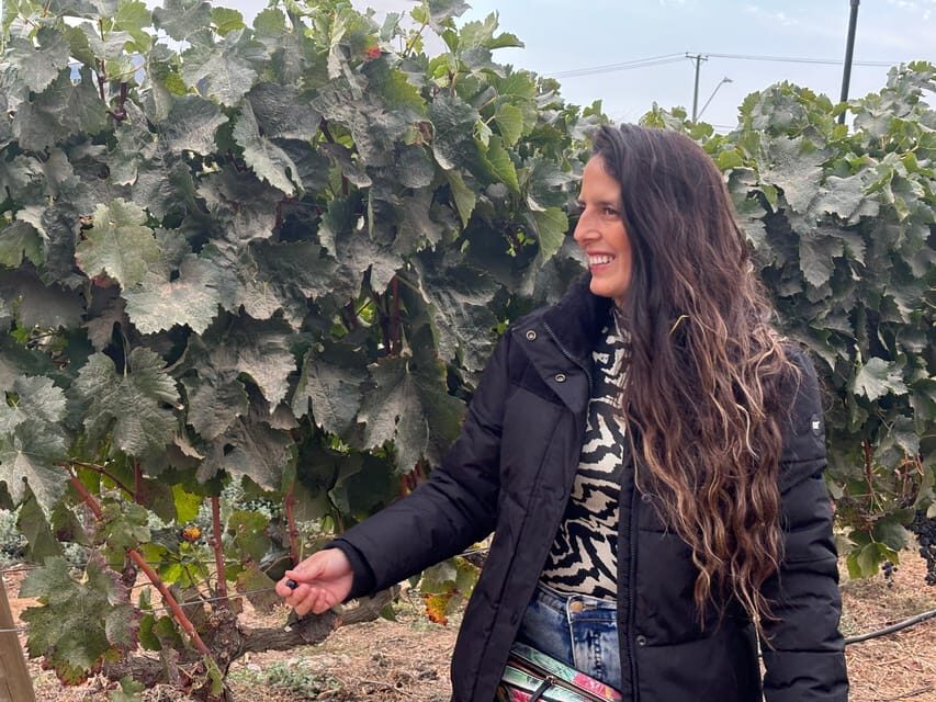 Santiago: Maipo Valley Wine Tasting Tour with 4 Vineyards - What We Love About This Tour