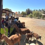 Santiago: Safari Rancagua Tour - Interacting with Herbivores: Feeding and Contact