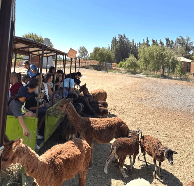 Santiago: Safari Rancagua Tour - Interacting with Herbivores: Feeding and Contact