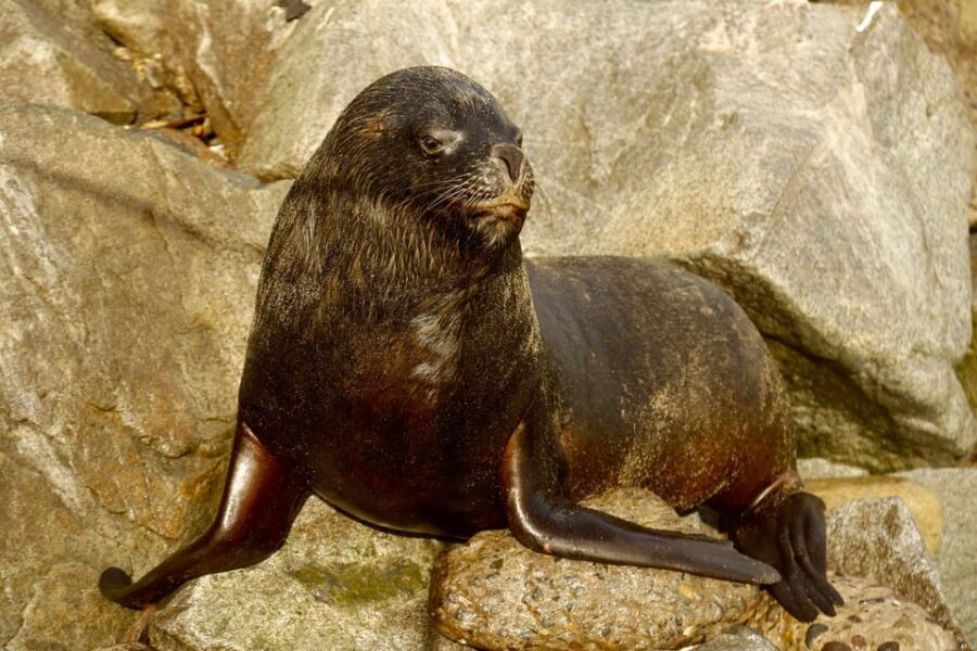 Santiago: Valparaiso, Viña del Mar, & Casablanca Valley Tour - What Makes This Tour Stand Out