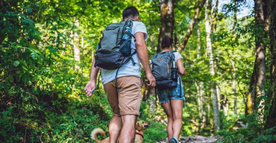 São Paulo: Atlantic Forest Hike in Jaraguá Park with Picnic - Is This Experience Right for You?