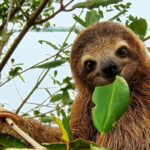 Sloth Search - FAQs