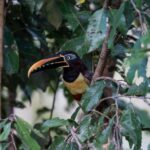 Sloth Search - Practical Tips and Considerations