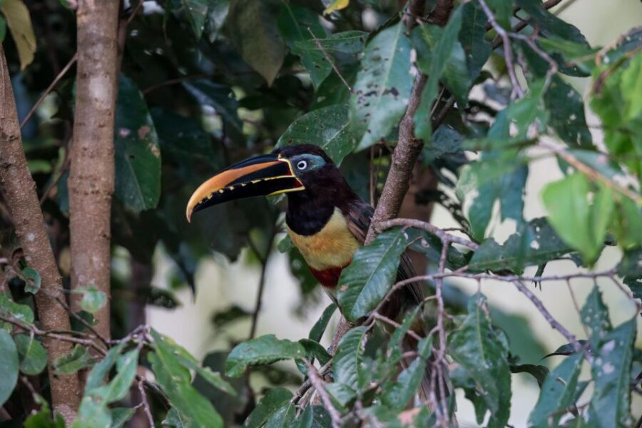 Sloth Search - Practical Tips and Considerations