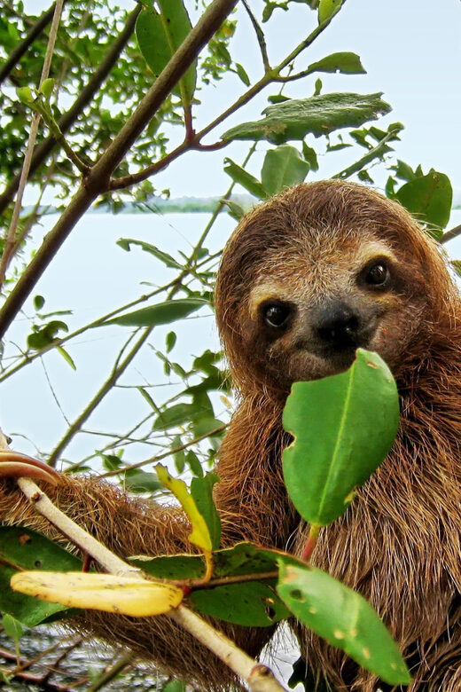 Sloth Search - FAQs