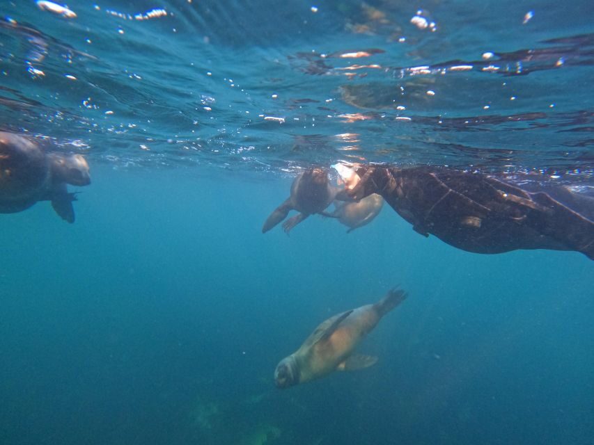 Snorkeling with Sea Lions - The Significance of Conservation and Respect