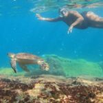 Snorkeling with turtles in their natural habitat - Key Points