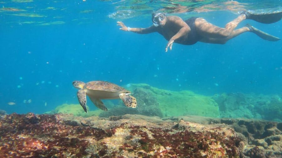 Snorkeling with turtles in their natural habitat - Key Points