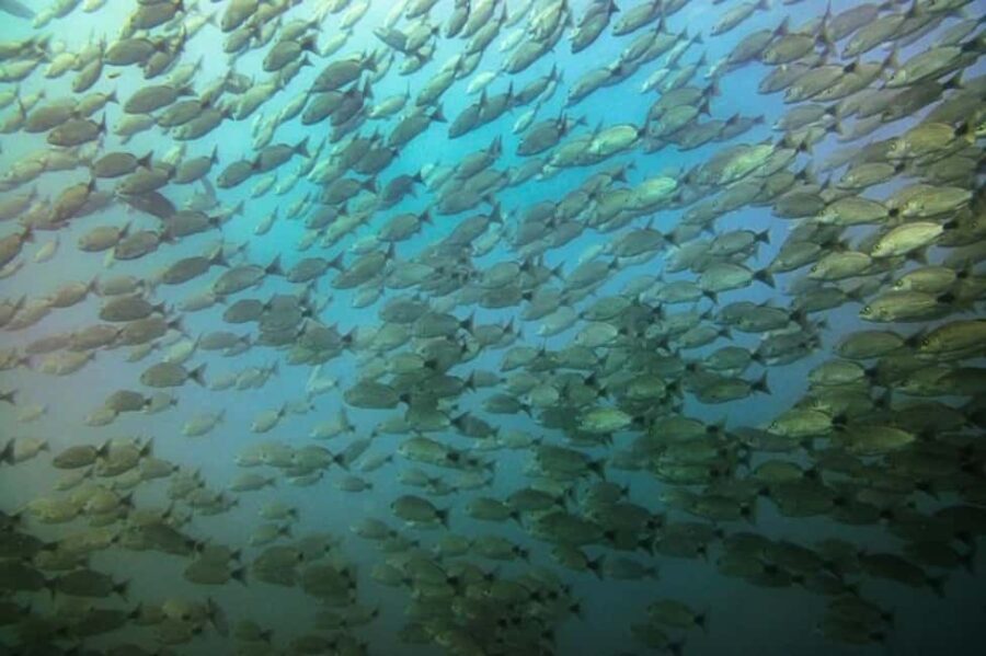 Tamarindo: Guided Snorkeling Tour with Marine Life Spotting - Pricing & Value