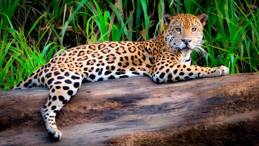 Tambopata 4Days/3Nights - The Practical Side: Value, Comfort, and Logistics